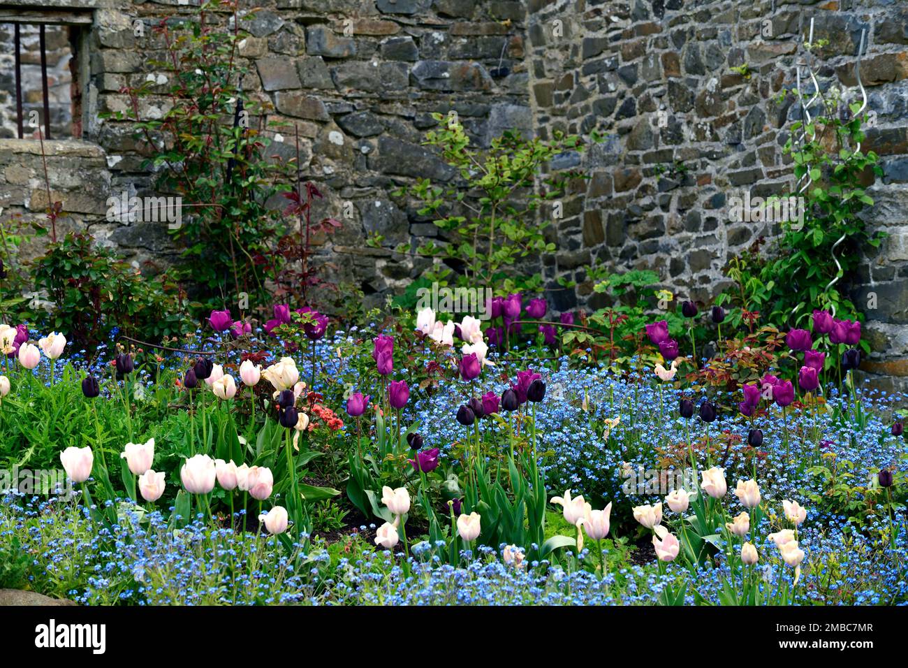 tulipa mystic van eijk,tulipa negrita,tulipa paul scherer,tulip negrita ...
