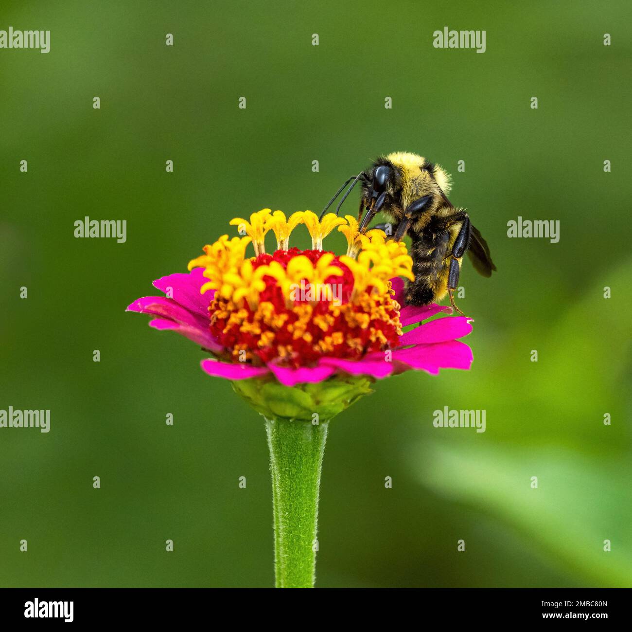 Bumblebee pollinating atop a vibrantly pink miniature Zinnia bloom ...