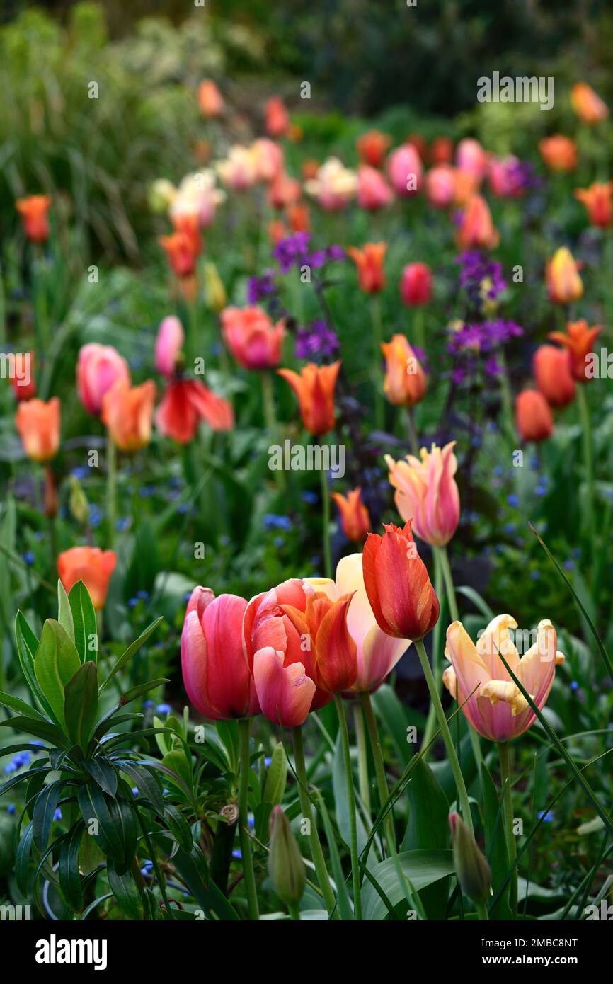 Tulipa suncatcher hi-res stock photography and images - Alamy