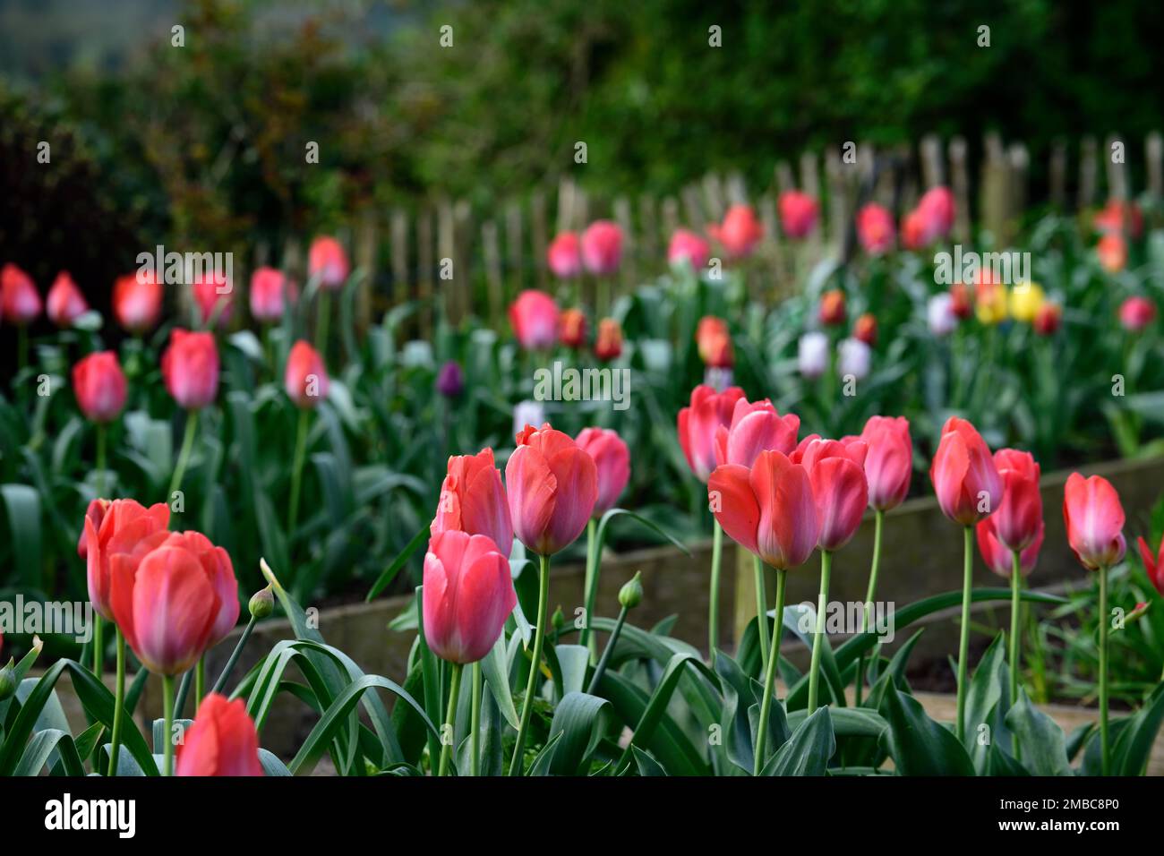 tulipa van eijk,pink darwin hybrid tuilips,tulipa van eijk,spring in ...