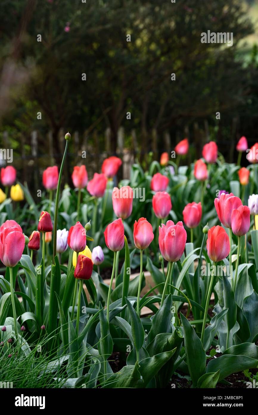 Pink darwin hybrid tuilips hi-res stock photography and images - Alamy