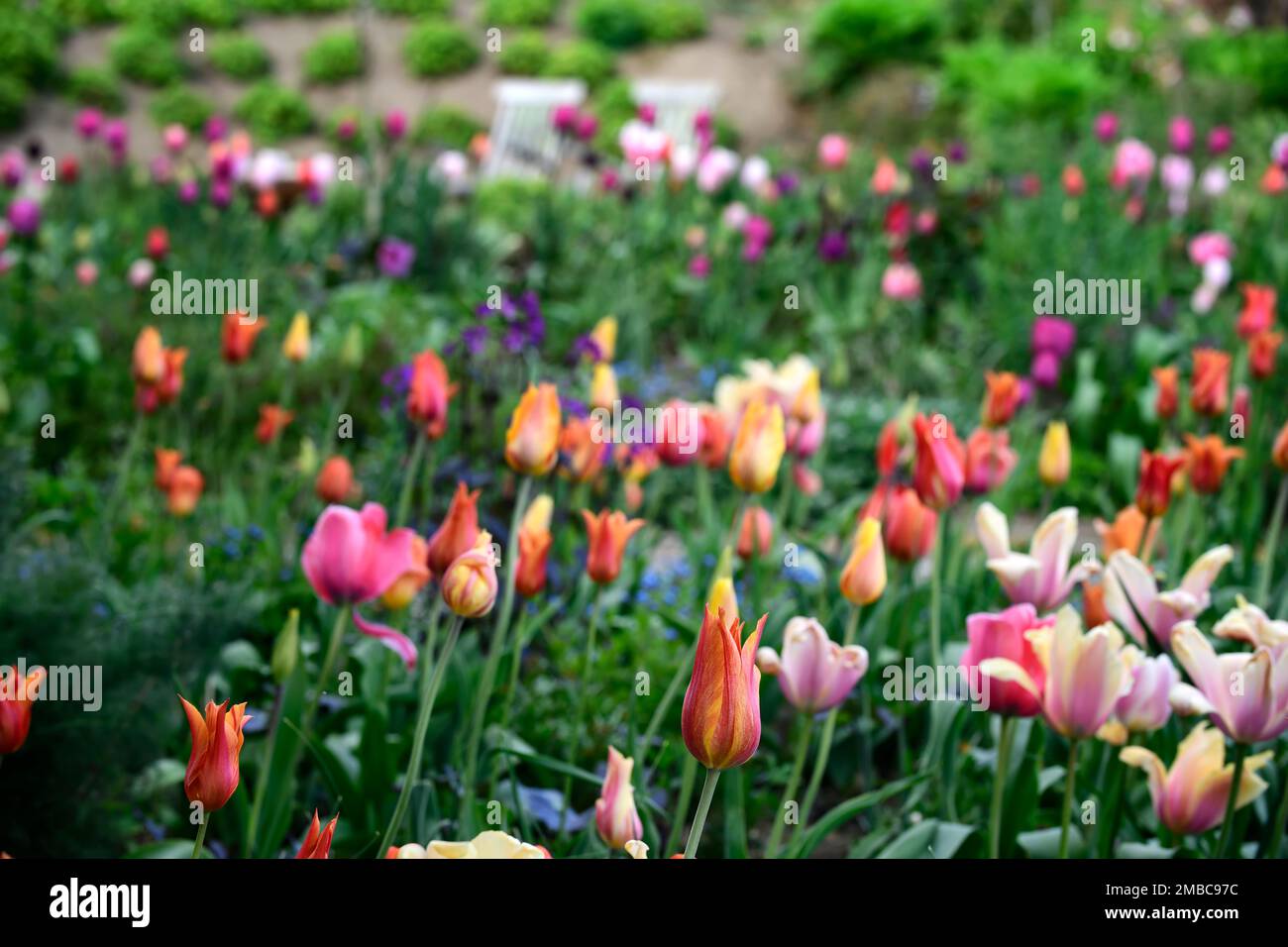tulipa blushing lady,tulipa ballerina,tulipa pink impression,tulipa ...