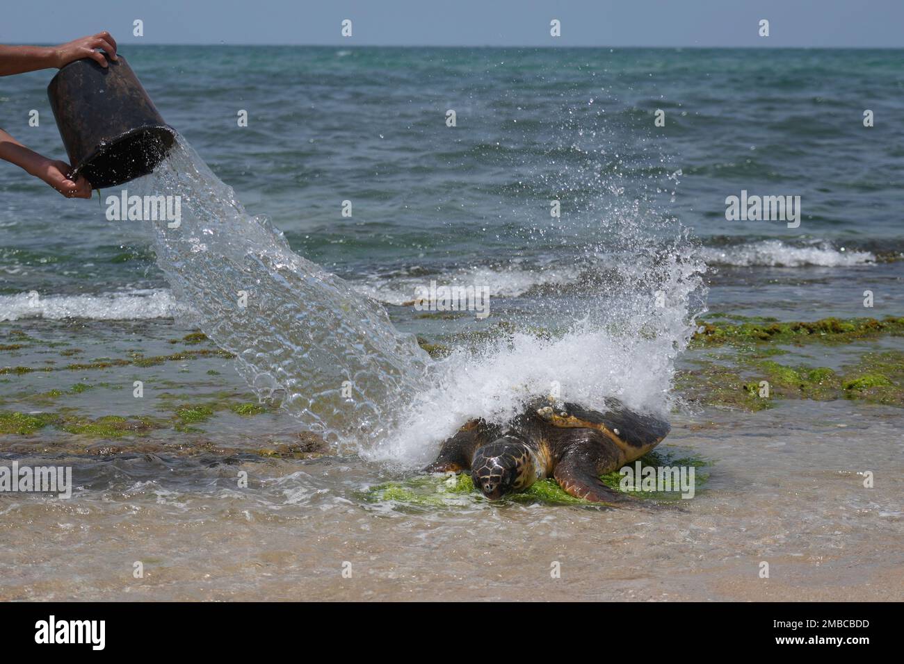 A dead turte came out on the beach of Beit Lahia, northern Gaza Strip ...