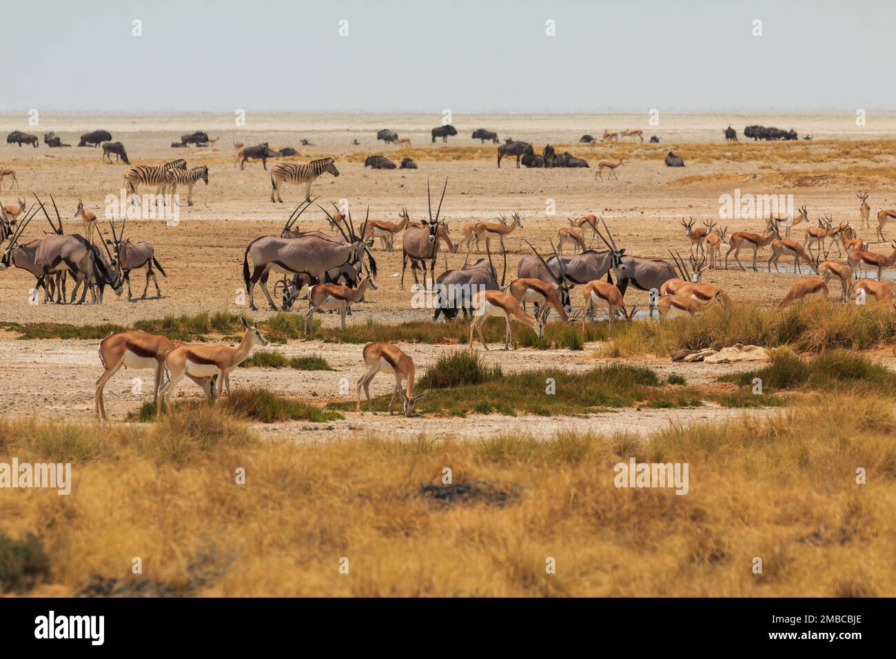 Giraffe, oryx, springbok and African buffalo by the pond. African ...
