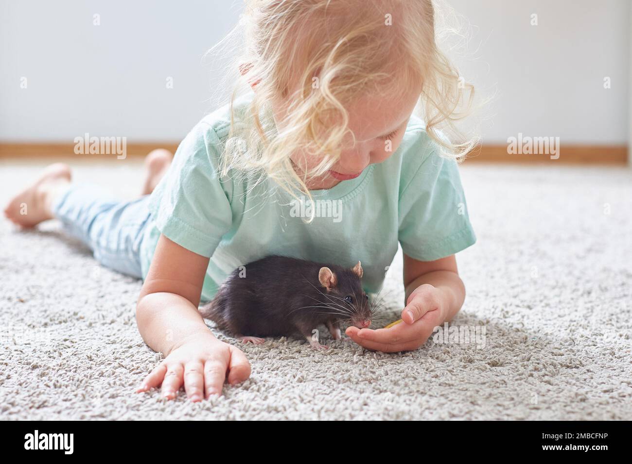 A child feeds a pet rat lying on the carpet. The concept of pet care ...