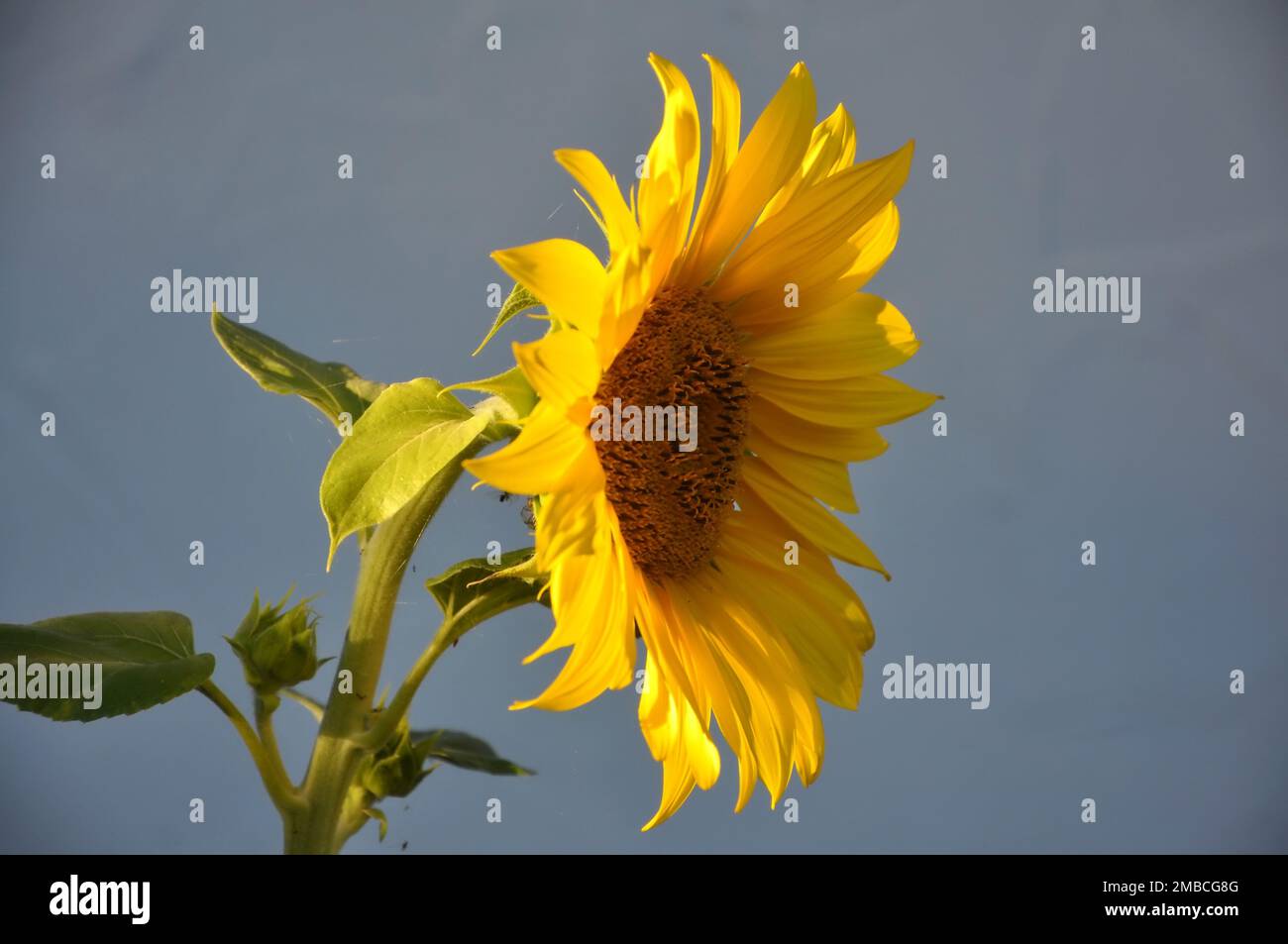 Sunflower against blue sky.A big yellow sunflower with a blue sky ...