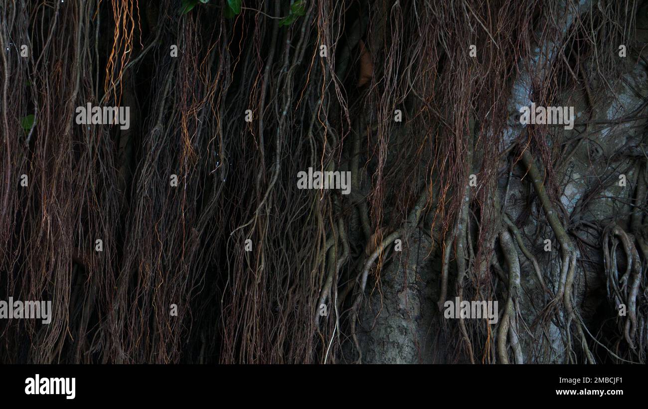 Banyan tree texture hi-res stock photography and images - Alamy
