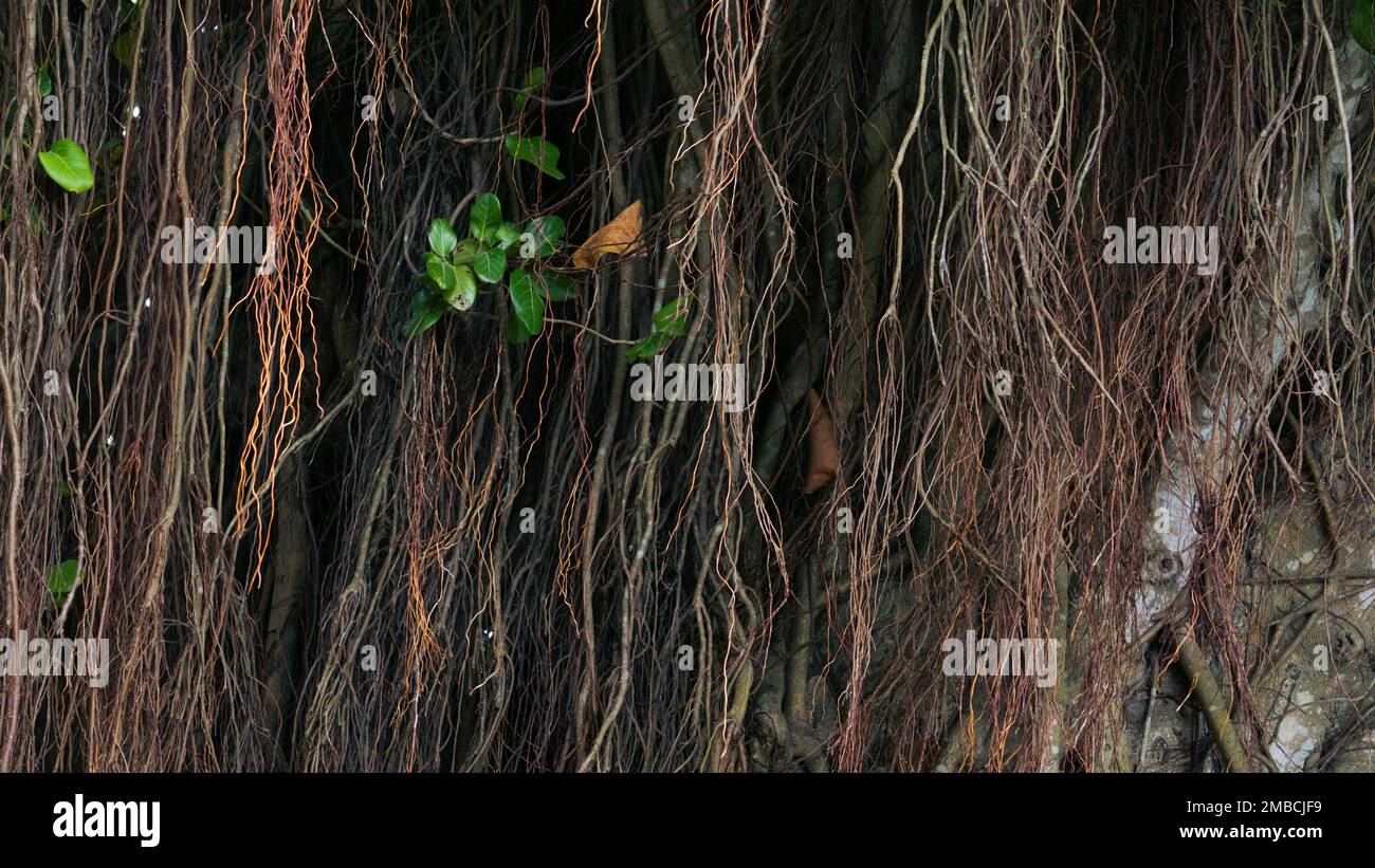 Old banyan tree roots. Background made of banyan tree roots Stock Photo ...