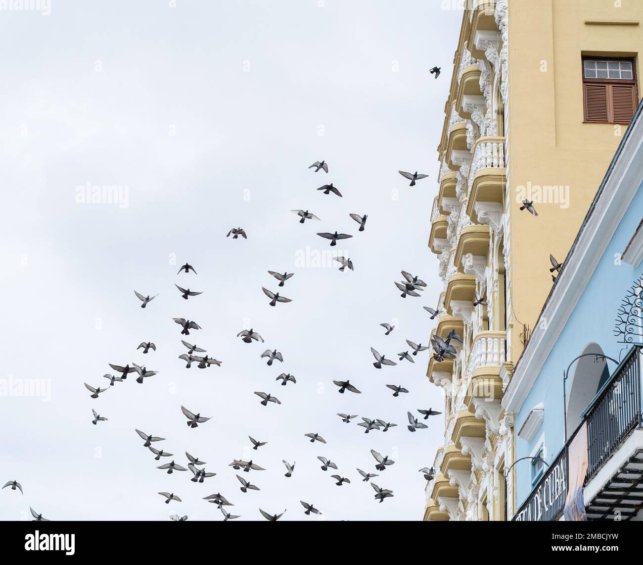 Cuba pigeons hi-res stock photography and images - Alamy
