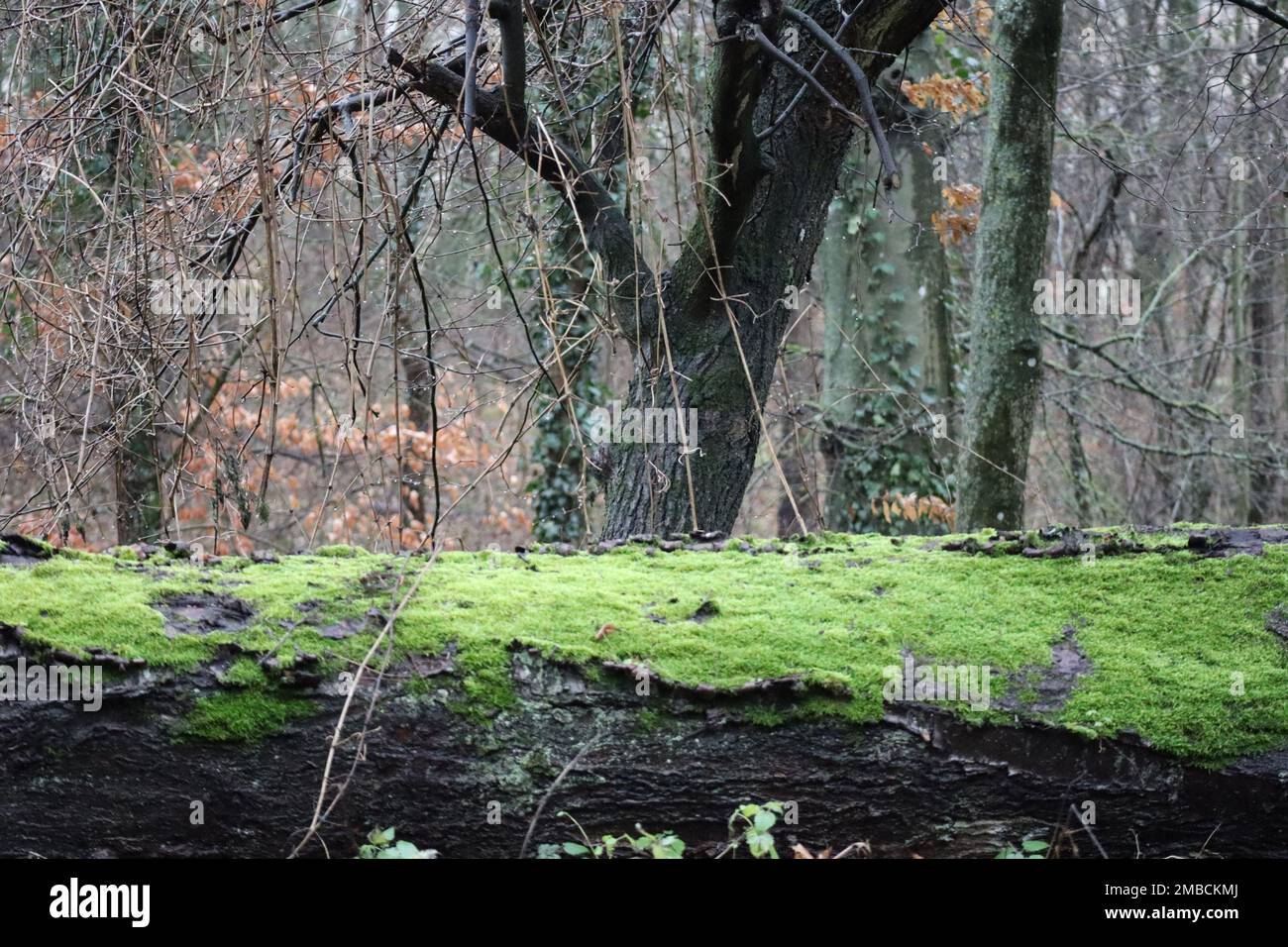 unusually large Tree left to Rot Stock Photo - Alamy