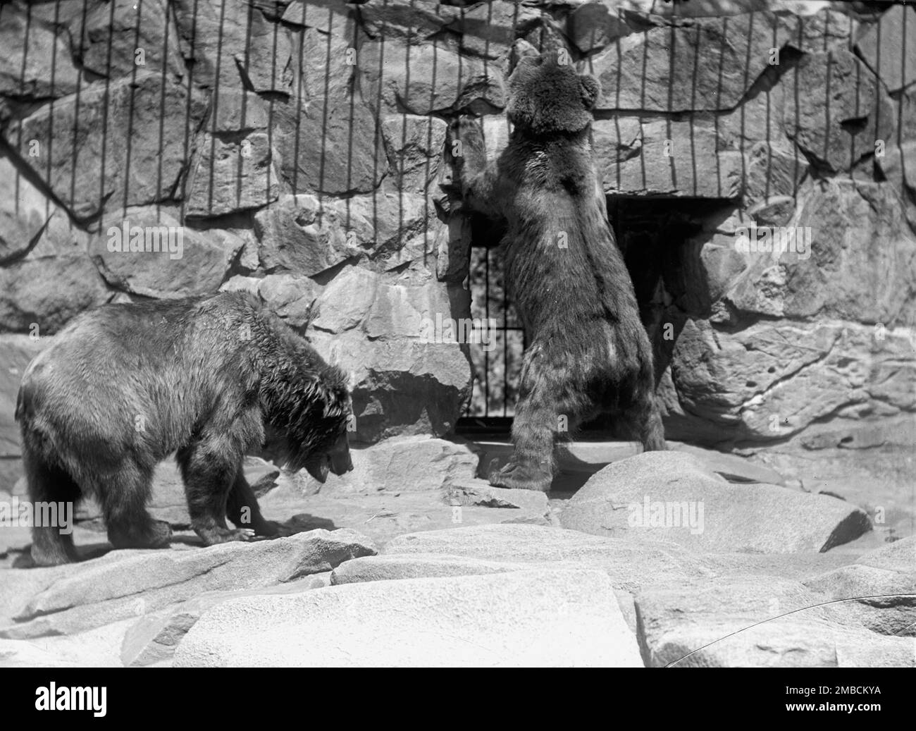 Photography of bears Black and White Stock Photos & Images - Alamy