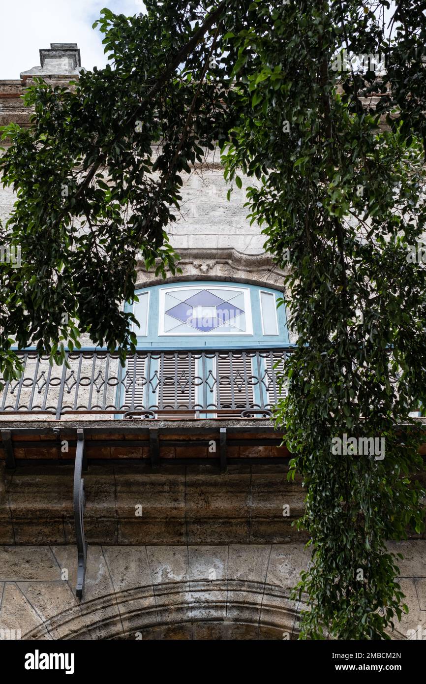 Looking up at a stained glass window through foliage, Plaza de Armas ...