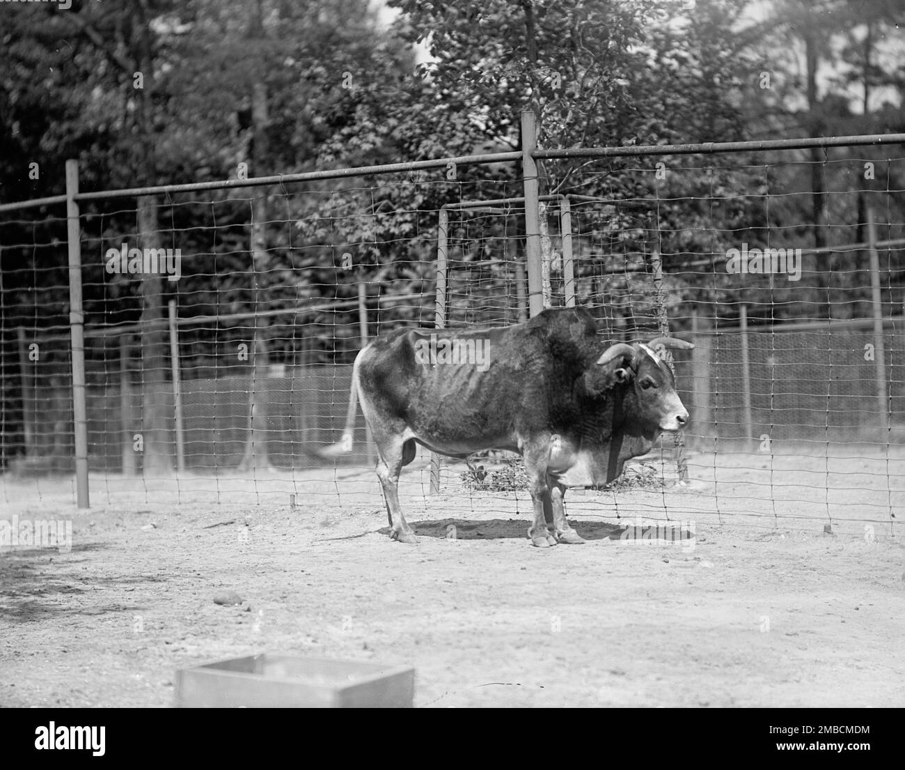 Yak country Black and White Stock Photos & Images - Alamy