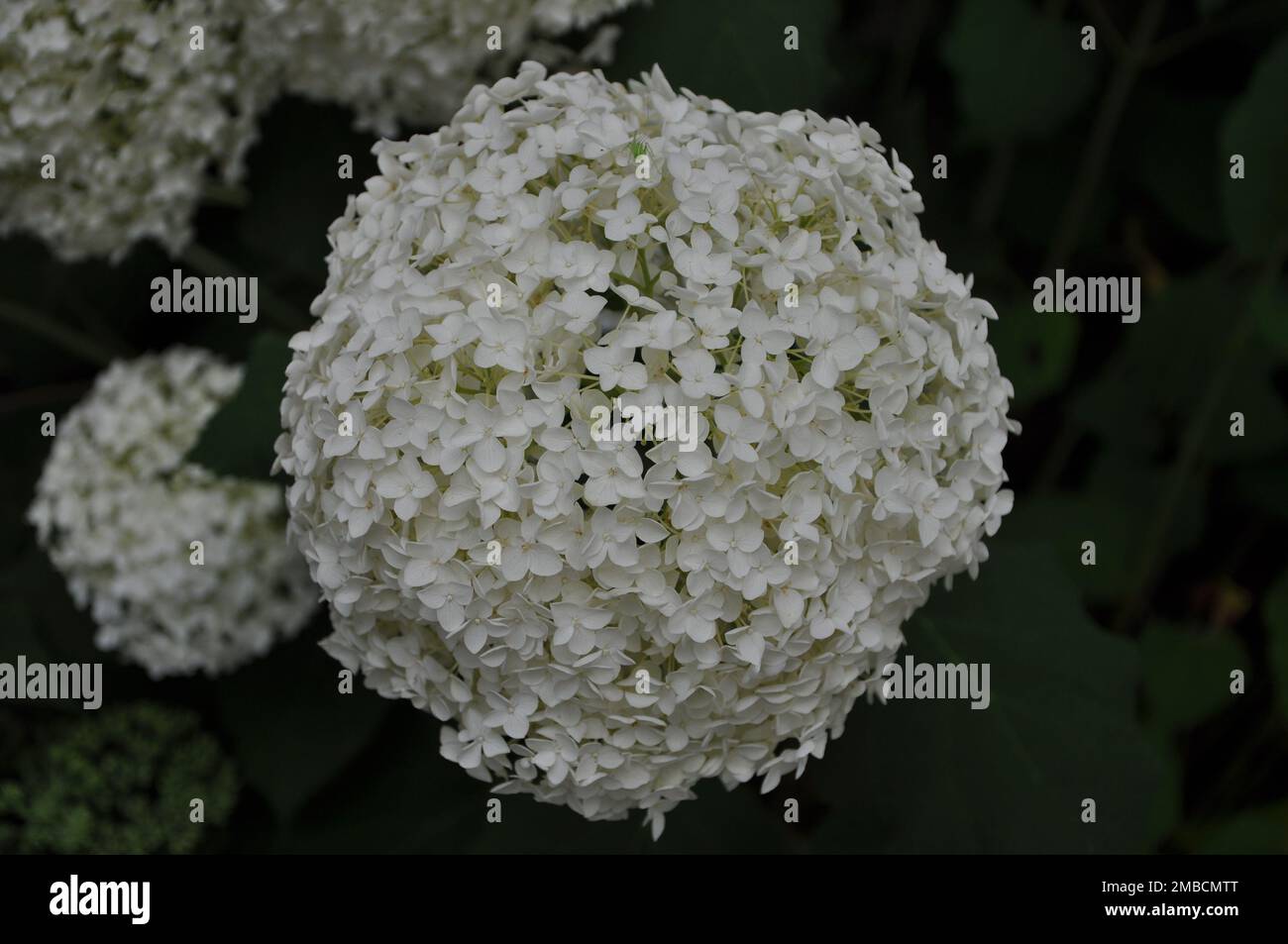 Hydrangea arborescens Annabelle white balls summer flowers.White ...