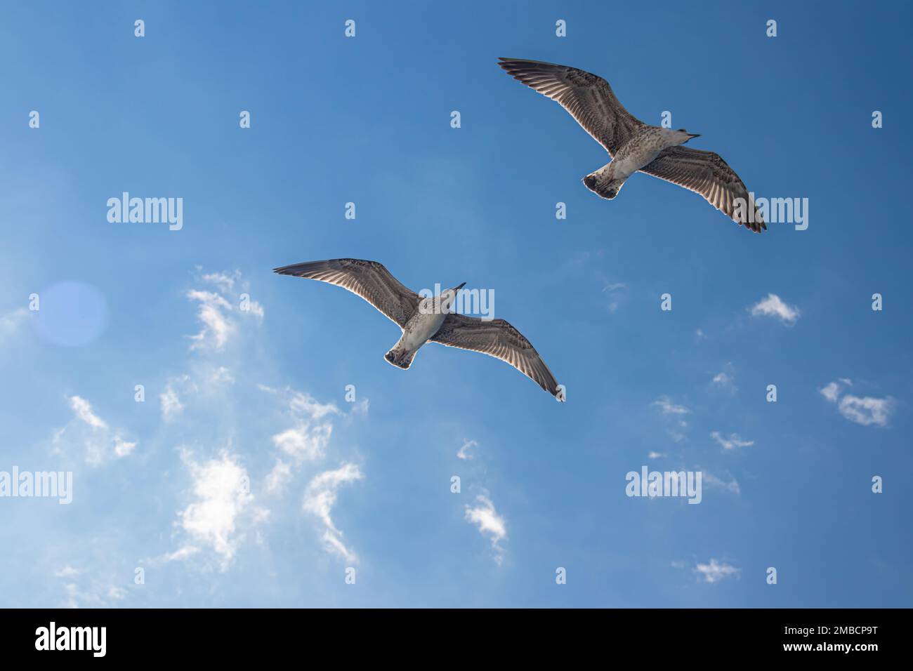 Seagulls, known as Seabird flying over the Greek shore at Aegean Sea ...