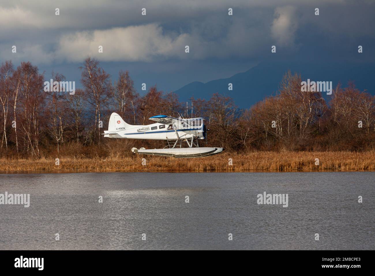 DeHavilland Beaver floatplane preparing for landing on the Fraser River ...