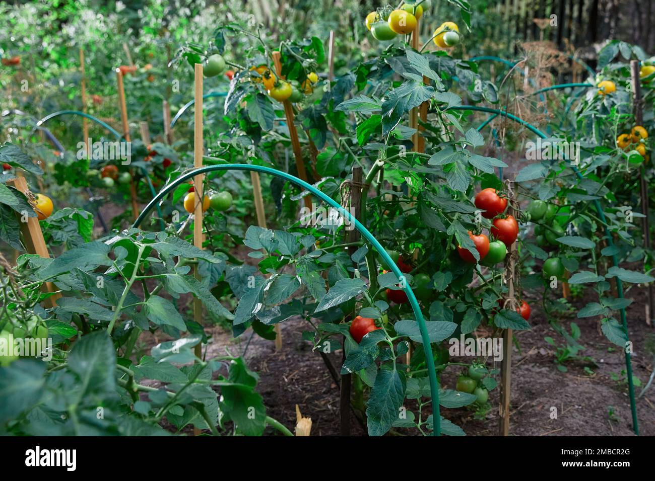 Ripe organic tomatoes in garden ready to harvest. Bio tomatoes .Tomato ...
