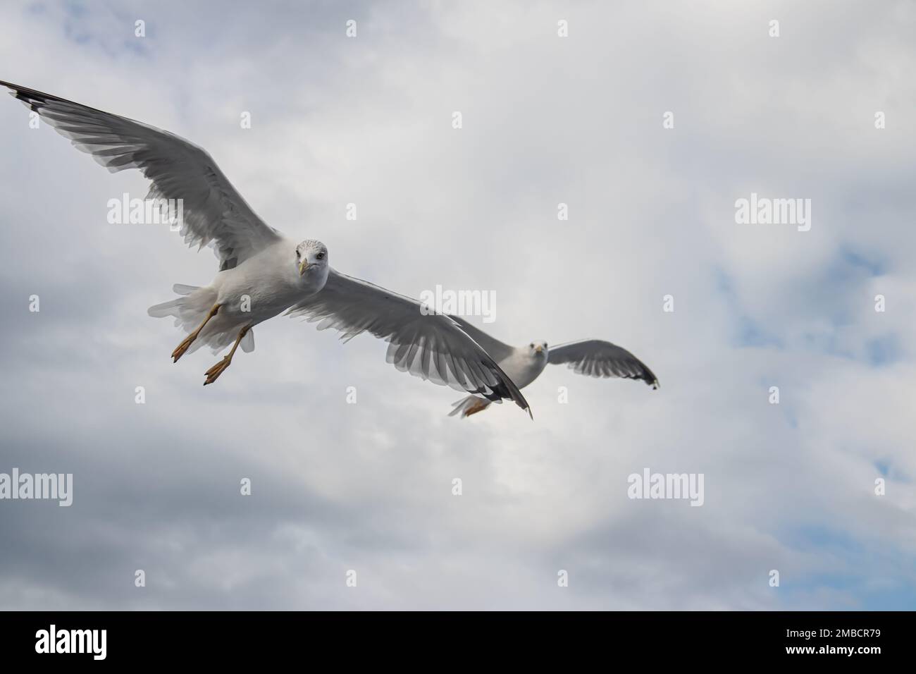 Seagulls, known as Seabird flying over the Greek shore at Aegean Sea ...