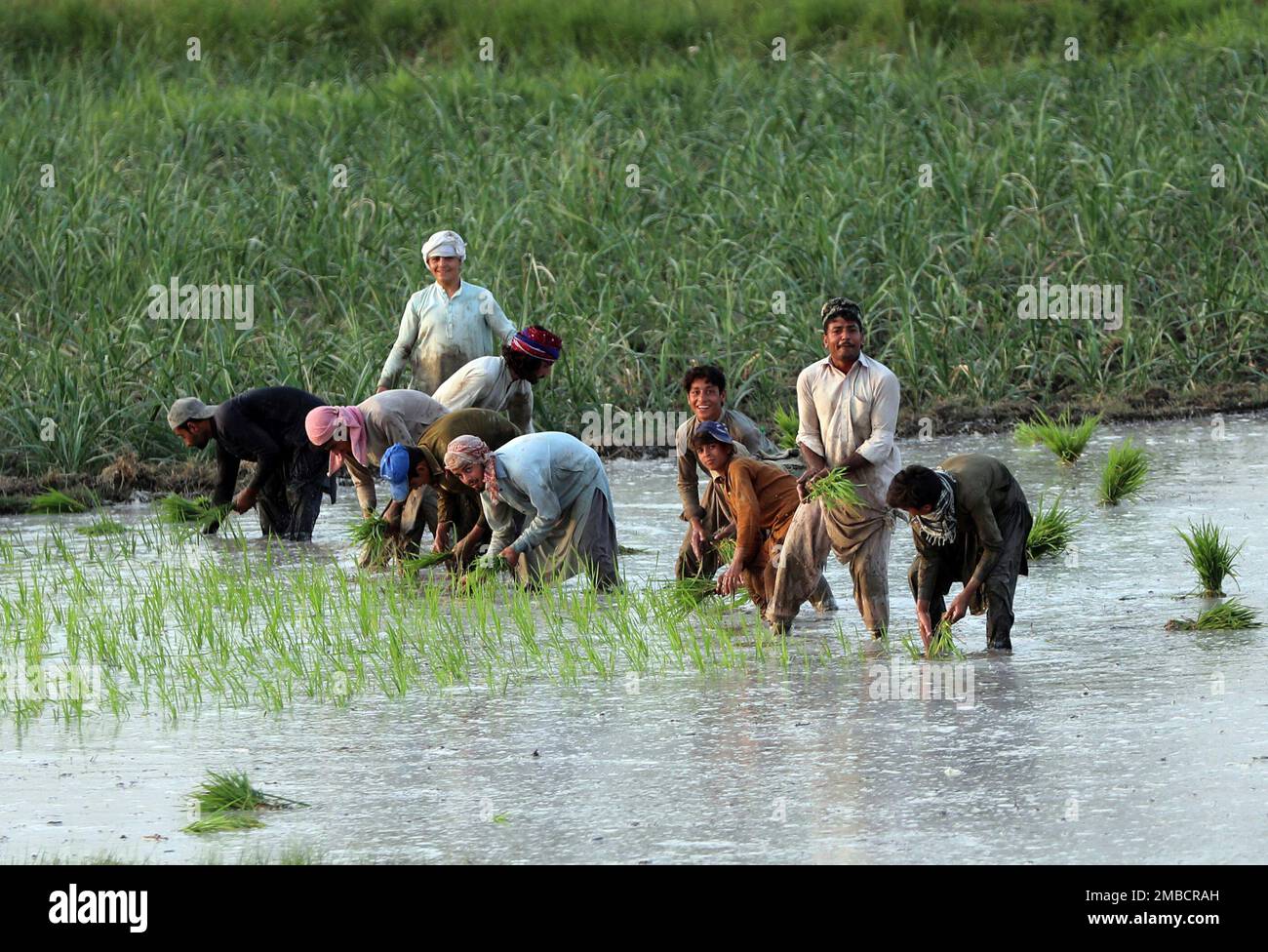 Pakistani youth farmers plant rice plants at a paddy field on the ...