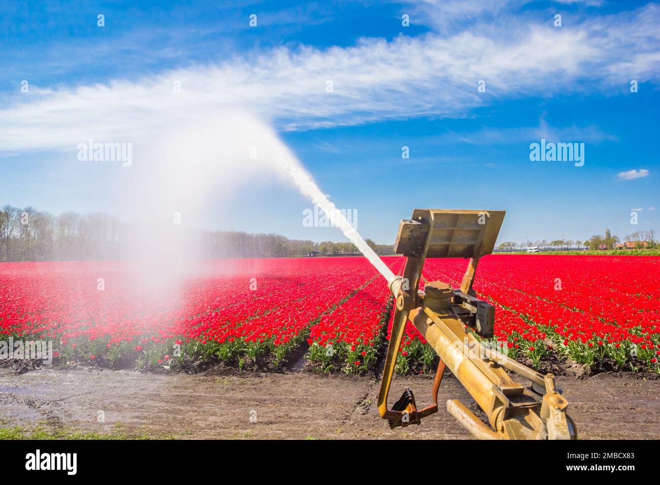 Water cannon spraying the tulips in Noordoostpolder, Netherlands Stock ...