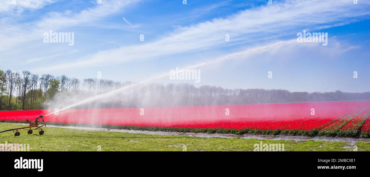 Panorama of a water cannon spraying the tulips in Noordoostpolder ...