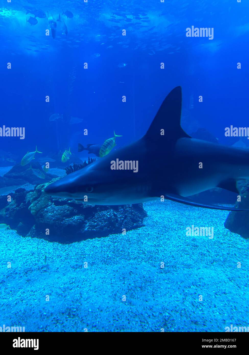 A vertical shot of a Sandbar shark swimming underwater Stock Photo - Alamy