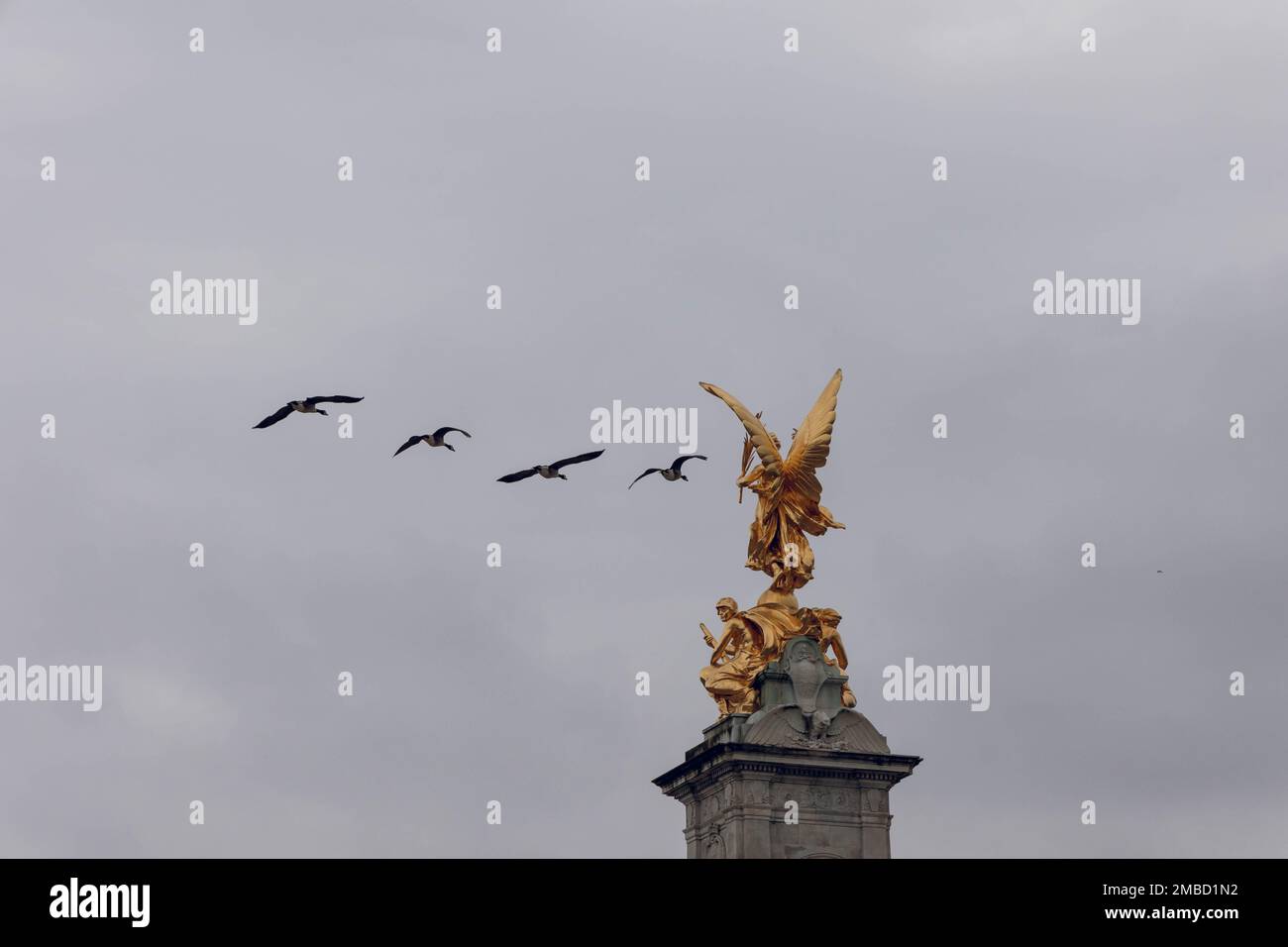 Four birds flying in front of Victoria memorial Stock Photo - Alamy