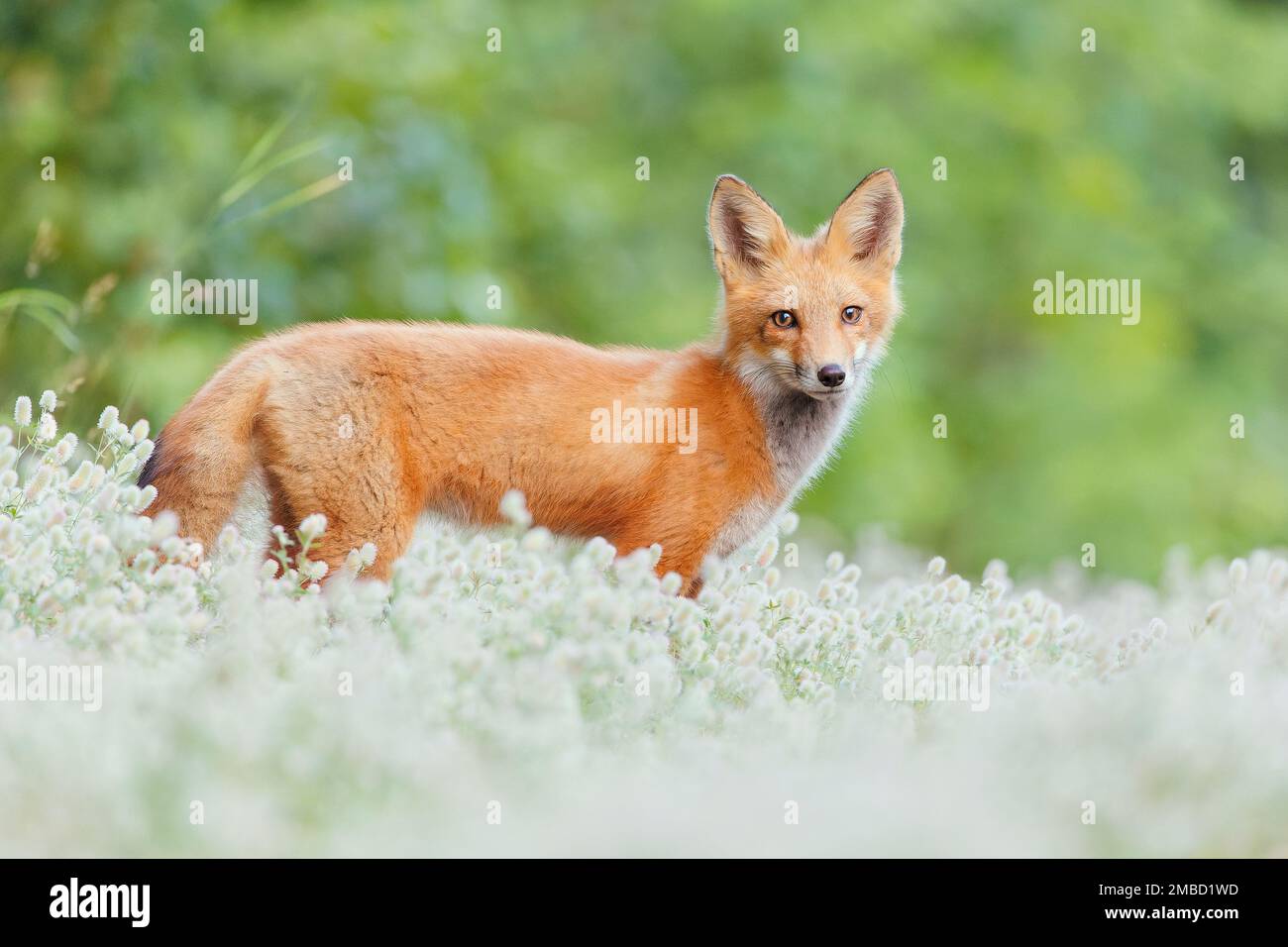 Red Fox in Flowers Stock Photo - Alamy
