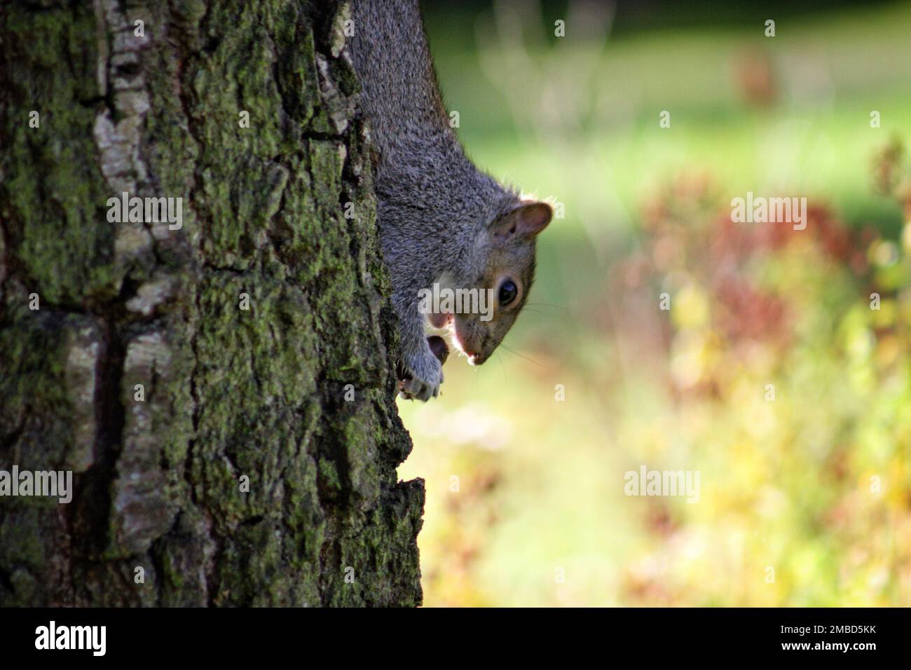 A squirrel climbing down tree with food in its hands on blur background ...