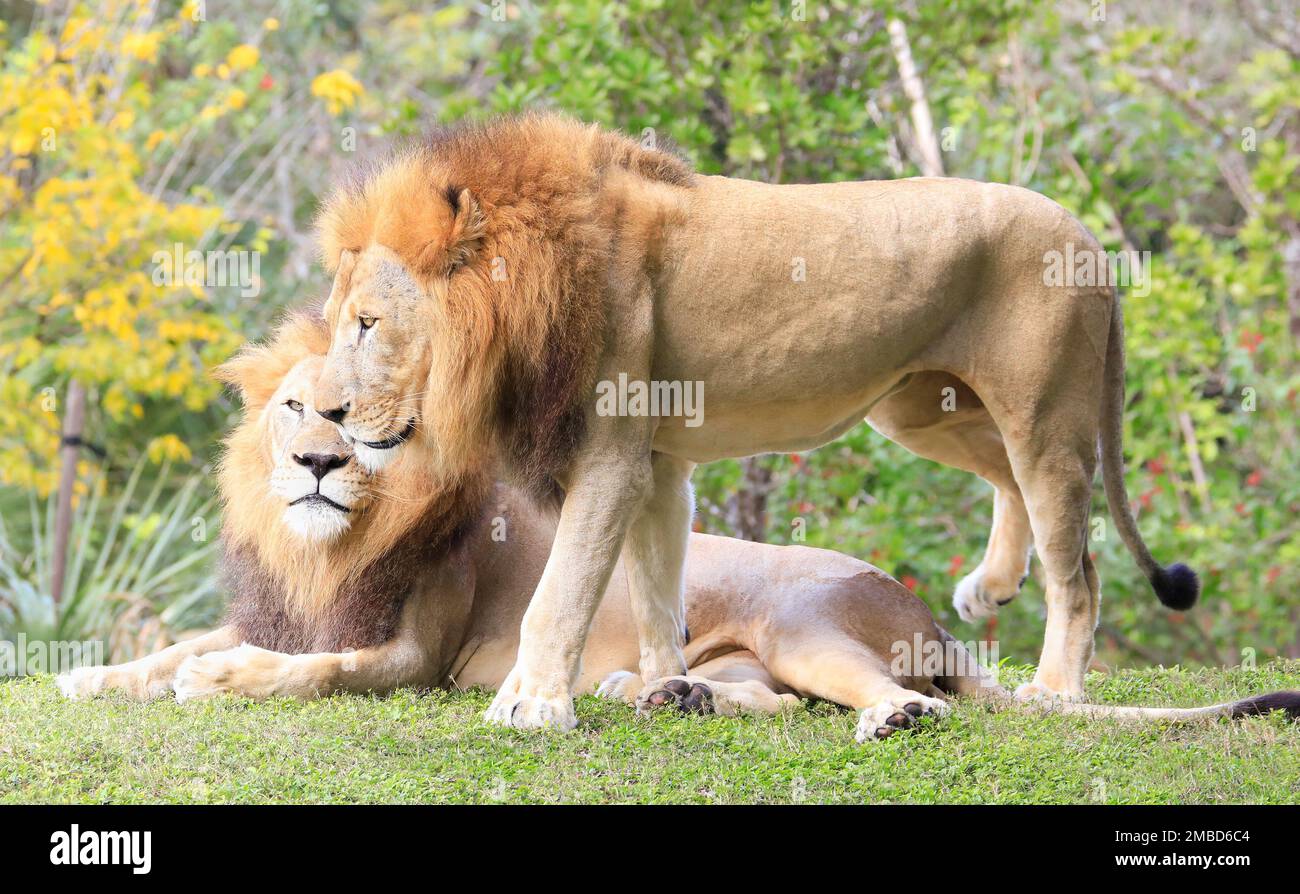 Lions portrait with yellow and green background Stock Photo - Alamy