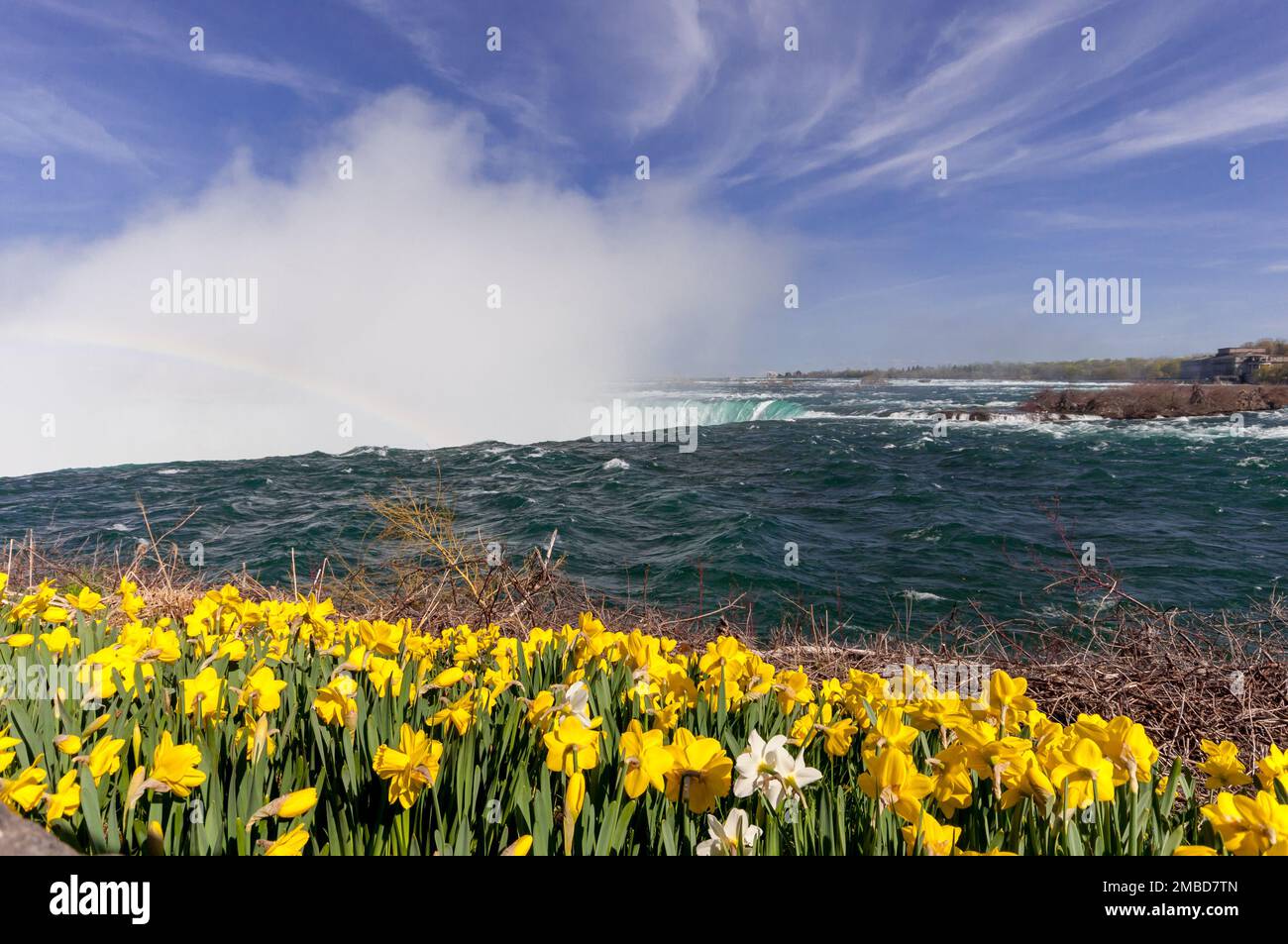 View at Niagara Falls and flowers from Canadian side in spring season ...
