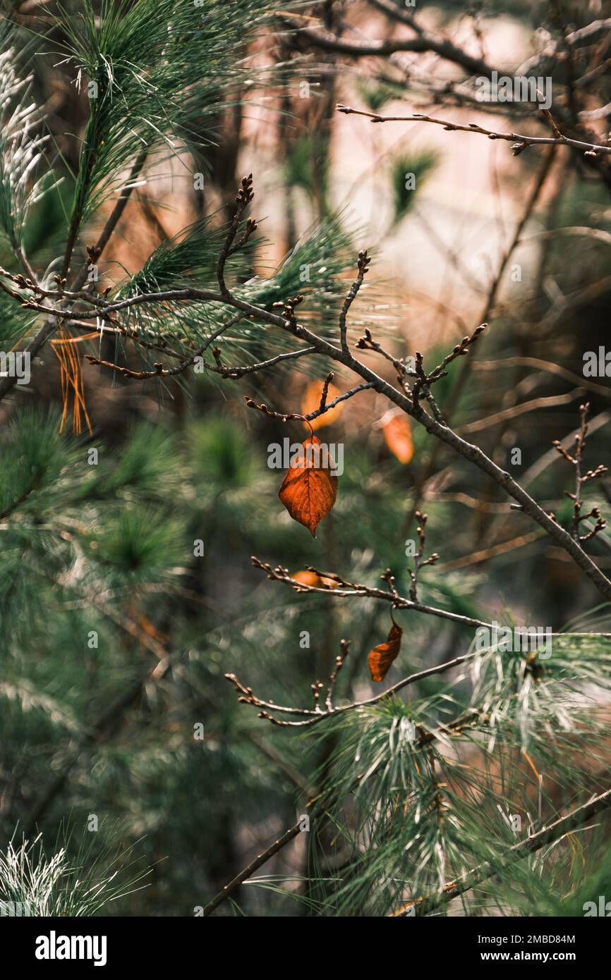 the last leaf Stock Photo - Alamy