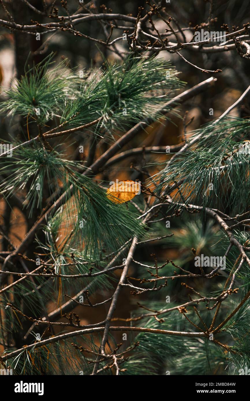 Leaf tree fall hi-res stock photography and images - Alamy