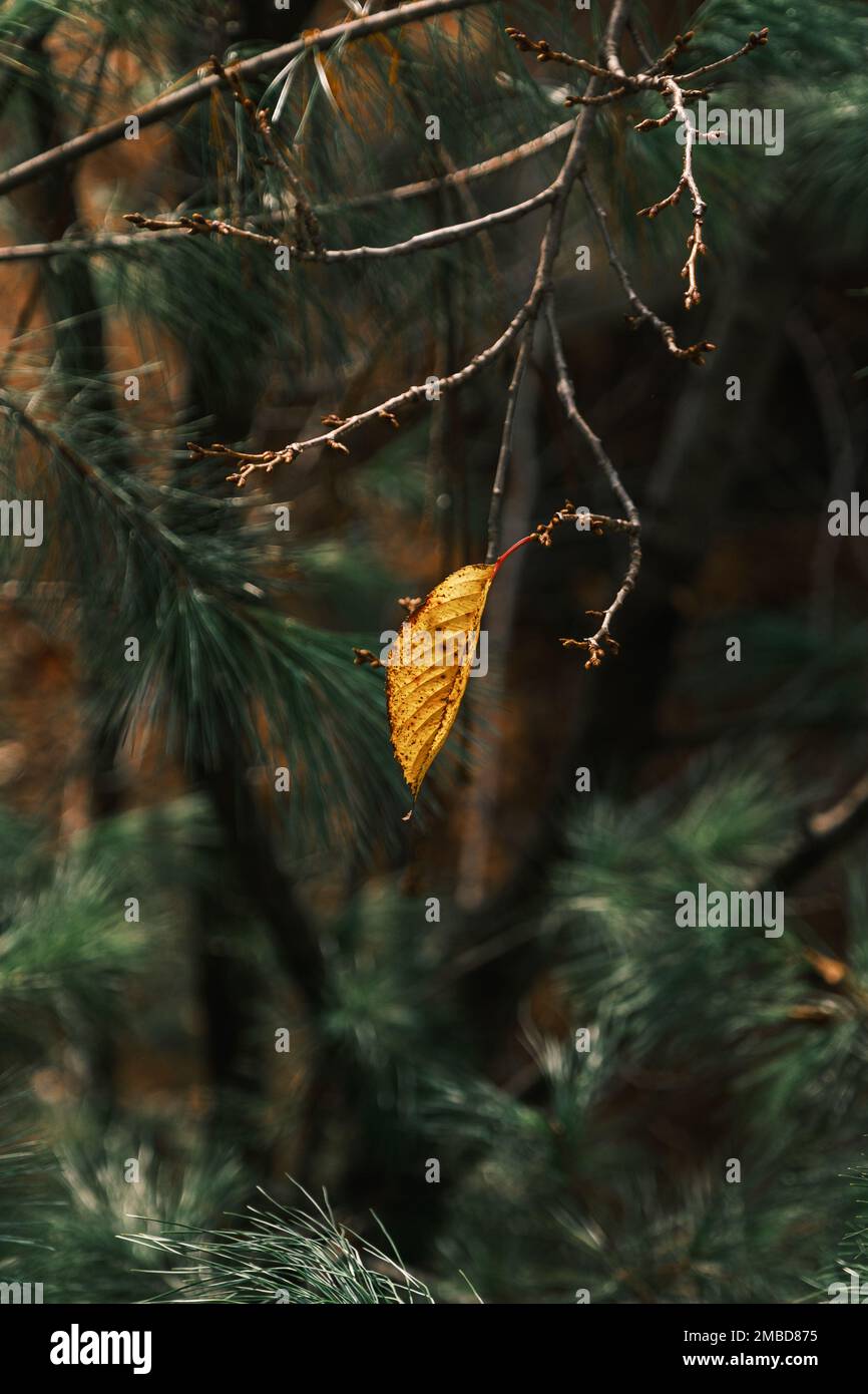 the last leaf Stock Photo - Alamy