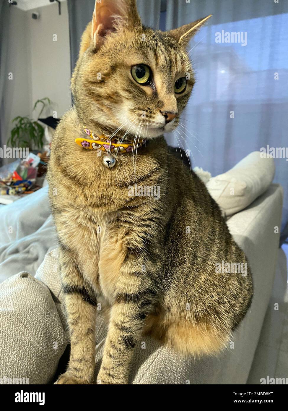 A vertical shot of a cat with cute collar sitting on top of sofa in the ...