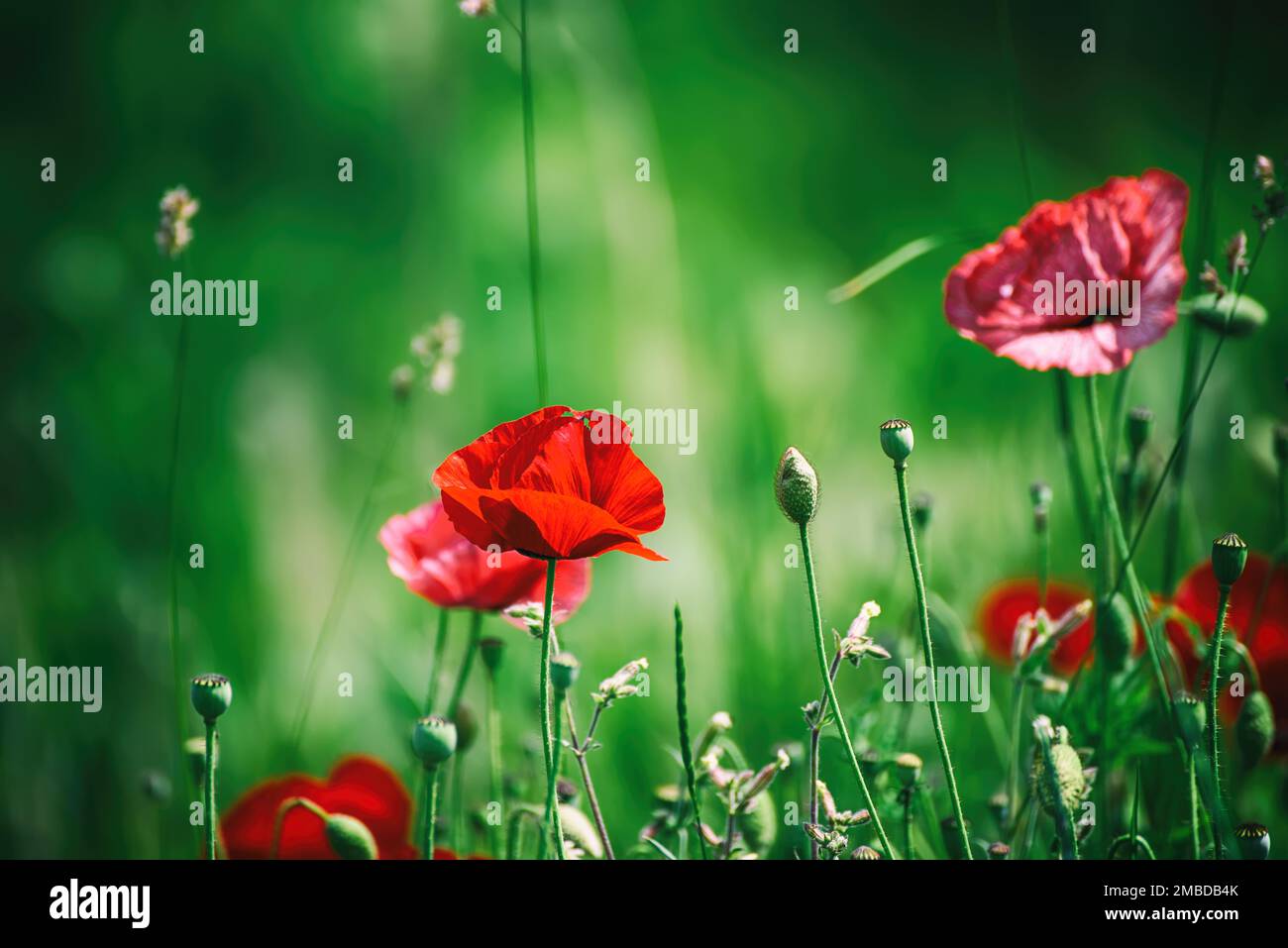 Red spring poppy Stock Photo - Alamy