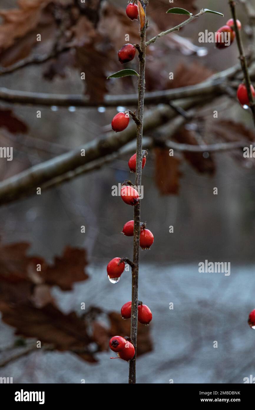 A vertical shot of winterberry-hollies on the blurry background Stock ...