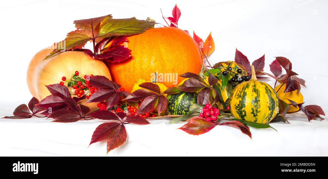 A beautiful autumn themed background with colorful leaves and pumpkins ...