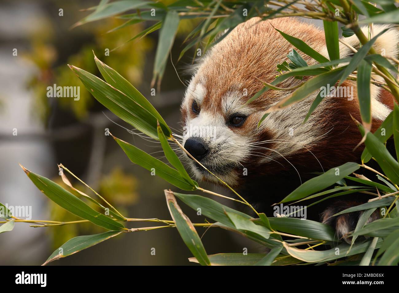 A closeup of a cute red panda face popping out through a plant branch ...
