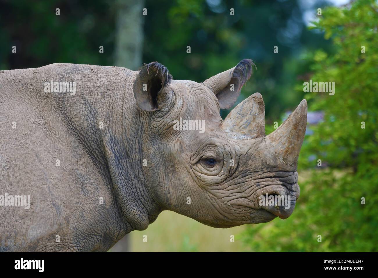 Rhino exploration hi-res stock photography and images - Alamy
