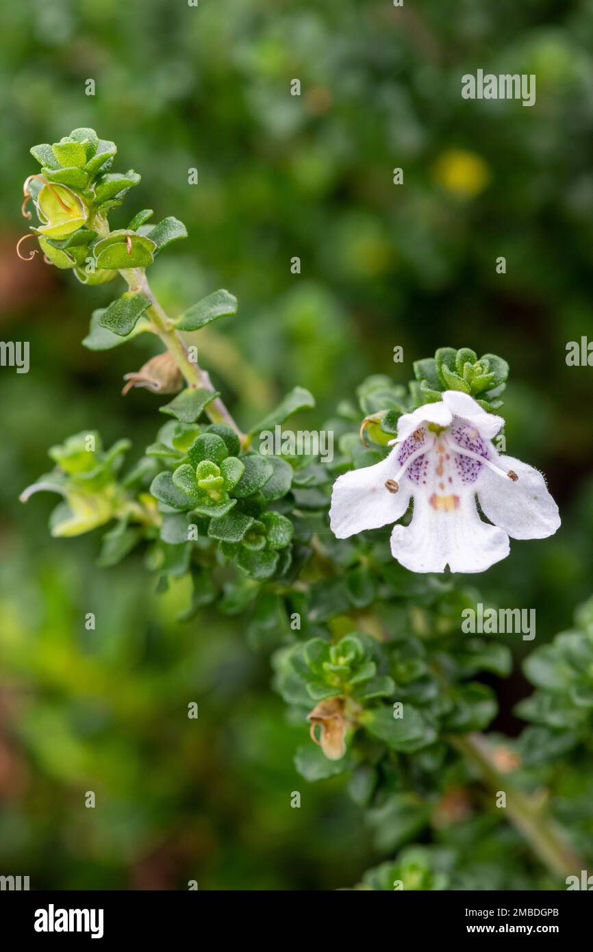 Macro shot of a flower on an alpine mint bush (prostanthera cuneata) in ...