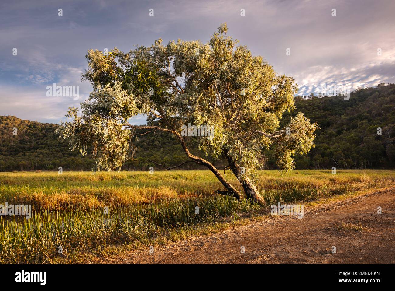 The Golden hour at Cape Pallarenda Conservation Park in Townsville, Far ...
