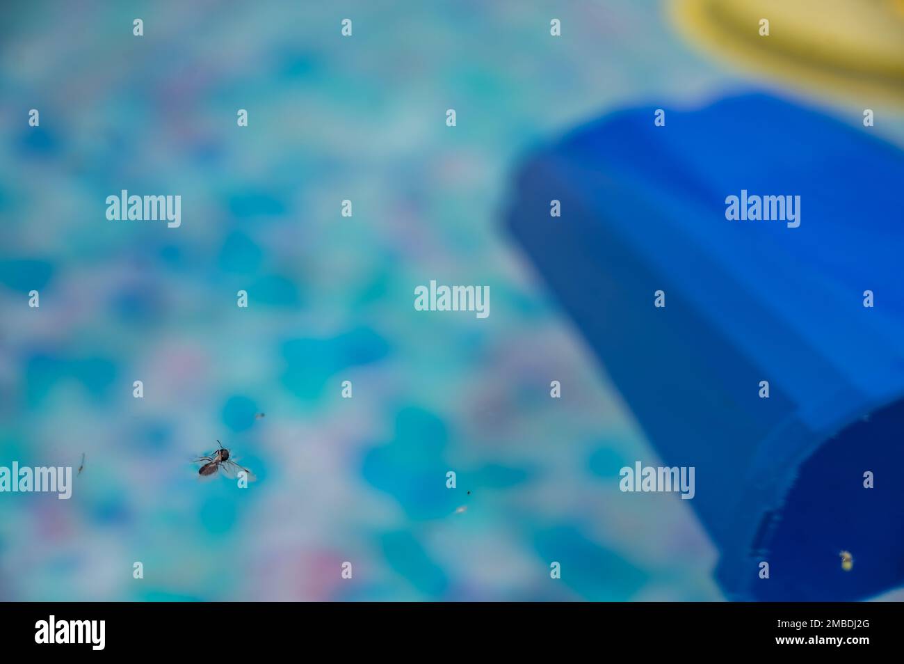 winged insect floating on the surface of a swimming pool Stock Photo ...