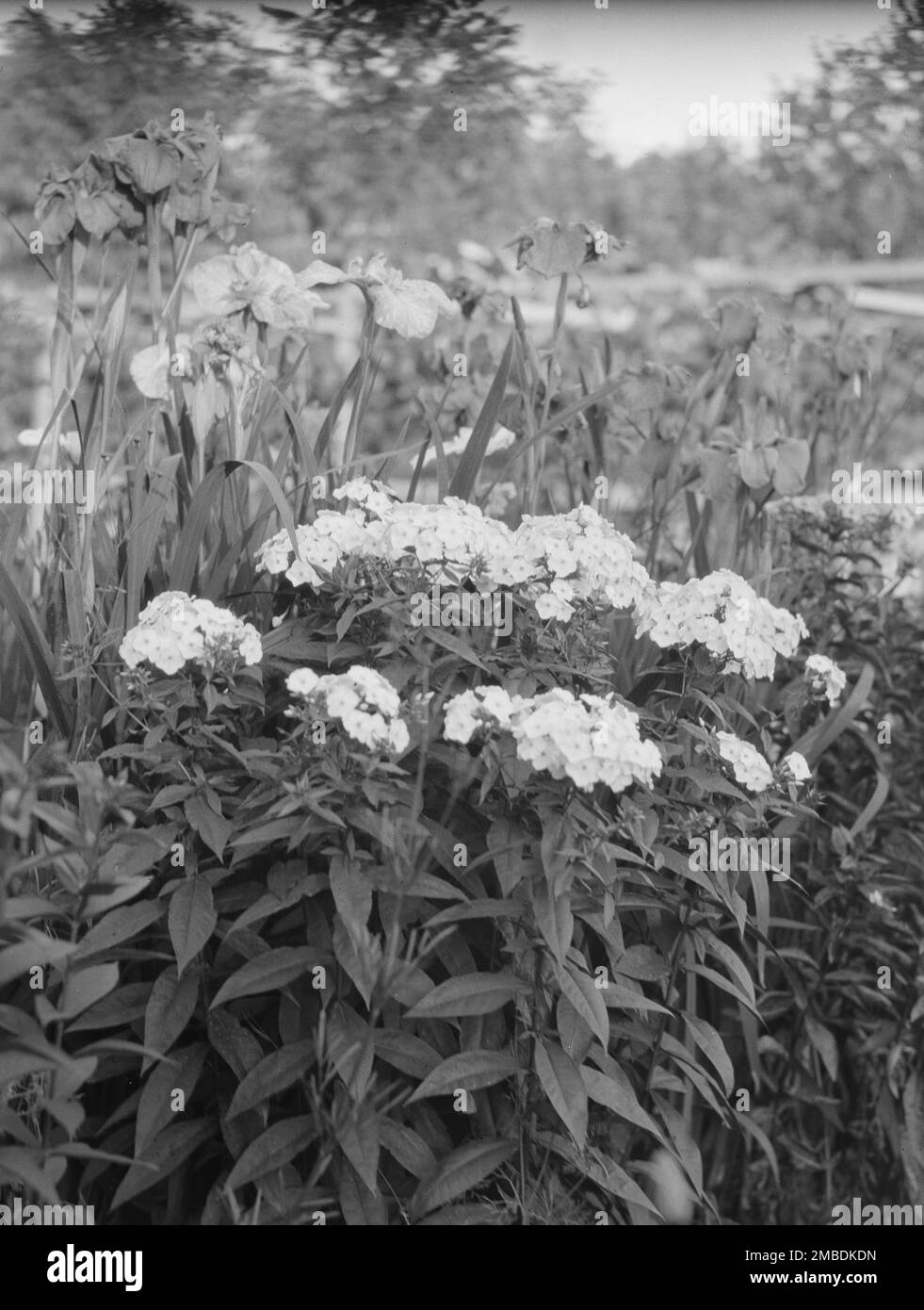 Cosgrave grounds, not before 1917 Stock Photo - Alamy