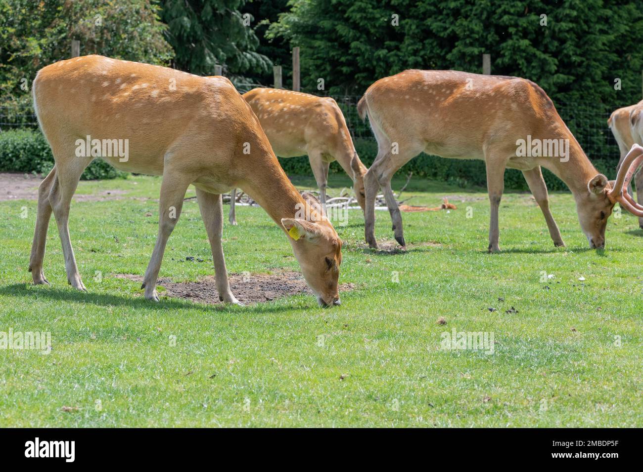 Barasingha grassland hi-res stock photography and images - Alamy