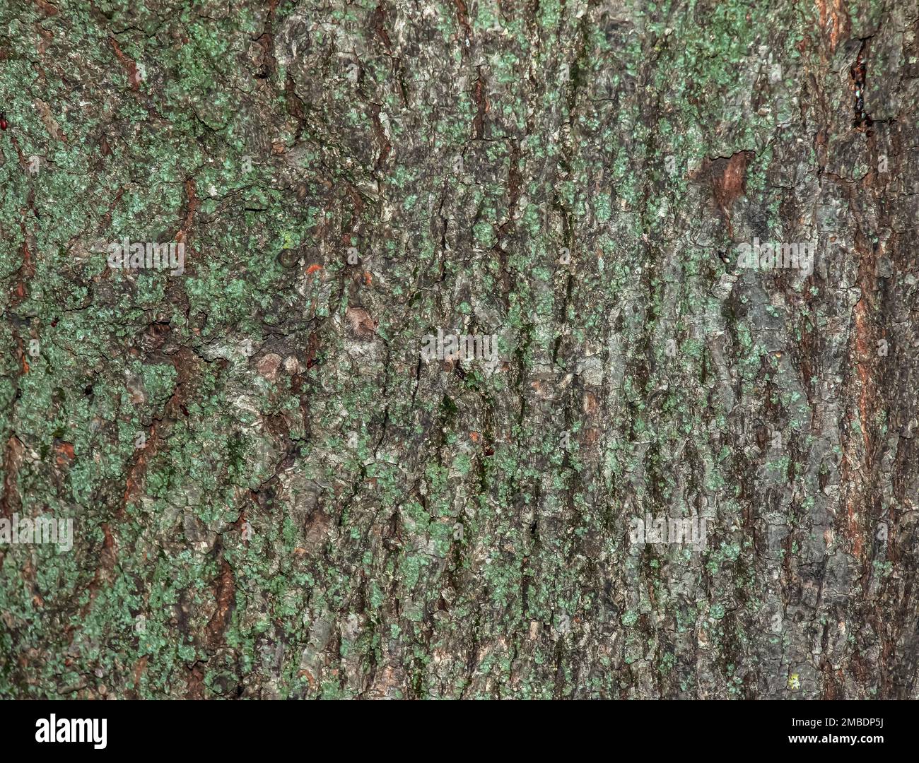 Natural linden bark abstract background. Tilia L. Close-up on greenish ...