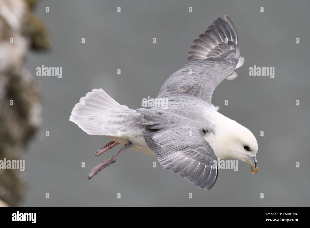 A closeup view of a flying Northern fulmar Stock Photo - Alamy