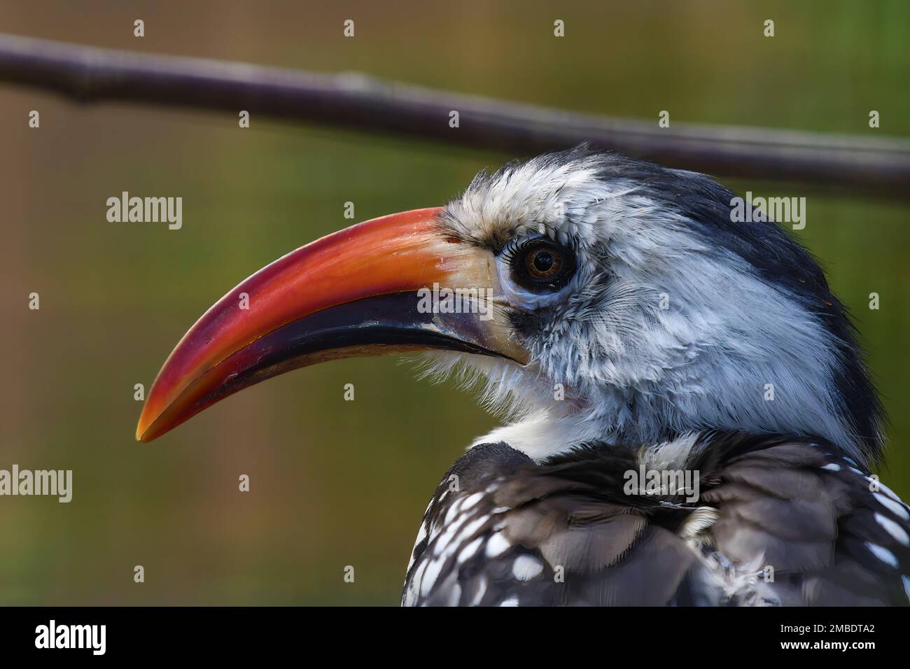 A closeup side view of a red-billed hornbill Stock Photo - Alamy