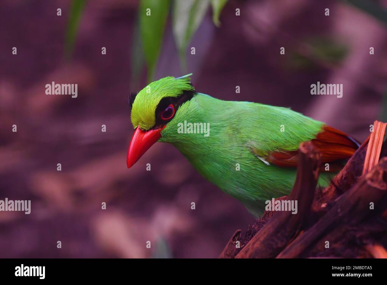 The green magpie hi-res stock photography and images - Alamy