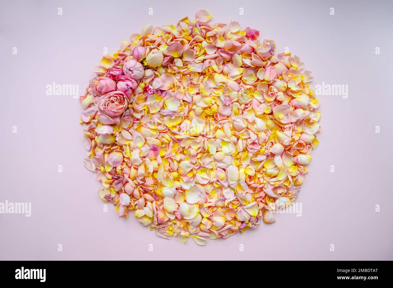 Round shaped rose petals and buds layout on a pink background ...